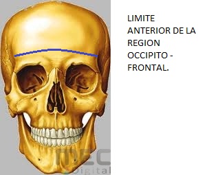 Tutorial Anatomía Cabeza y Cuello: Region Occipitofrontal
