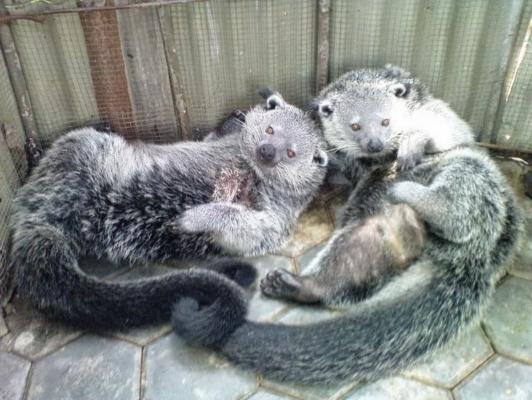 myrna ..: Binturong ...