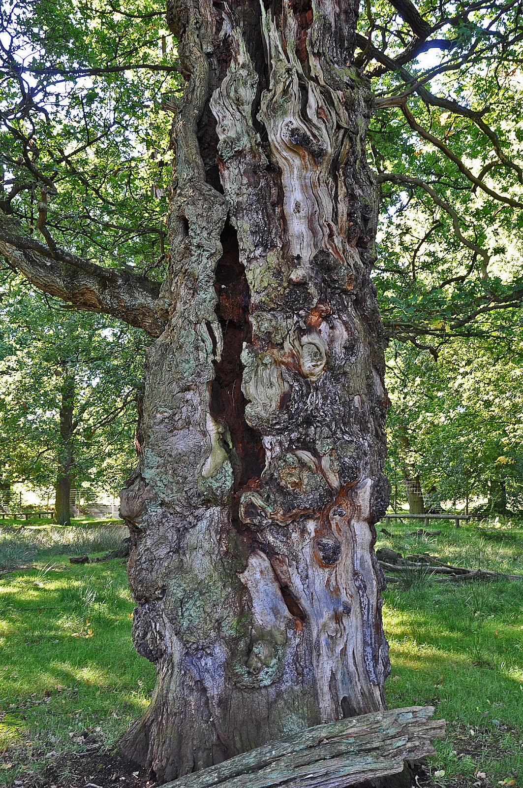 Gardening with John Steedman: Cambium - The Living Part of a Tree or Shrub