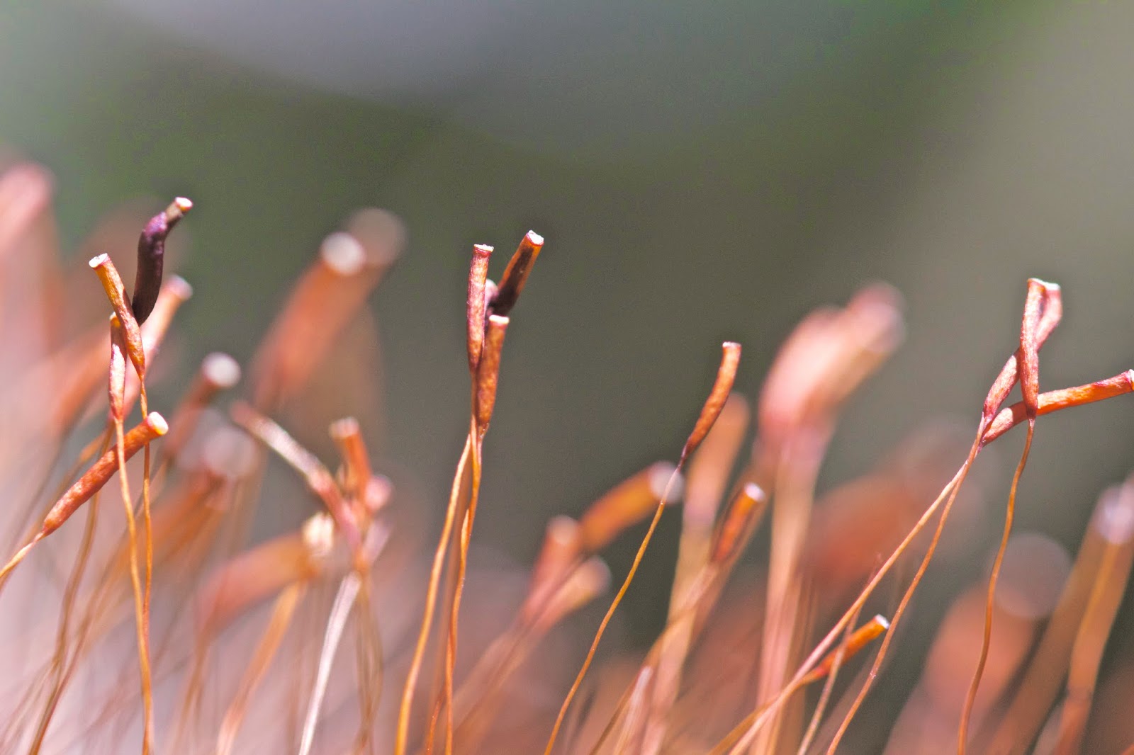 Nature's Wonders: IN THE PINK - Maybe a bit of green and white, too
