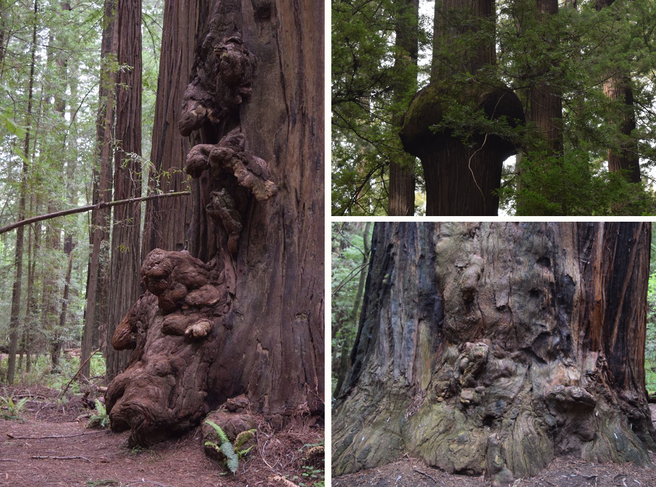 d20 Despot: Monster Monday: Redwood Treant, Titan of the Forest