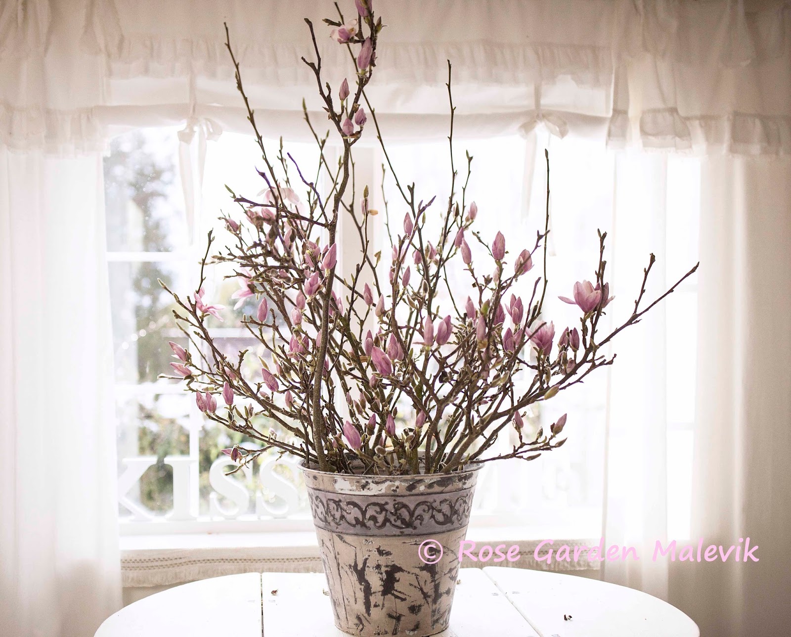 MAGNOLIA flowering indoors..... - Blommor Och Trädgård