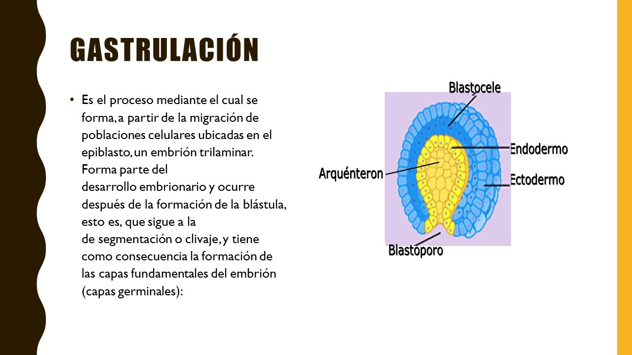 Histoembriologia: GASTRULACIÓN