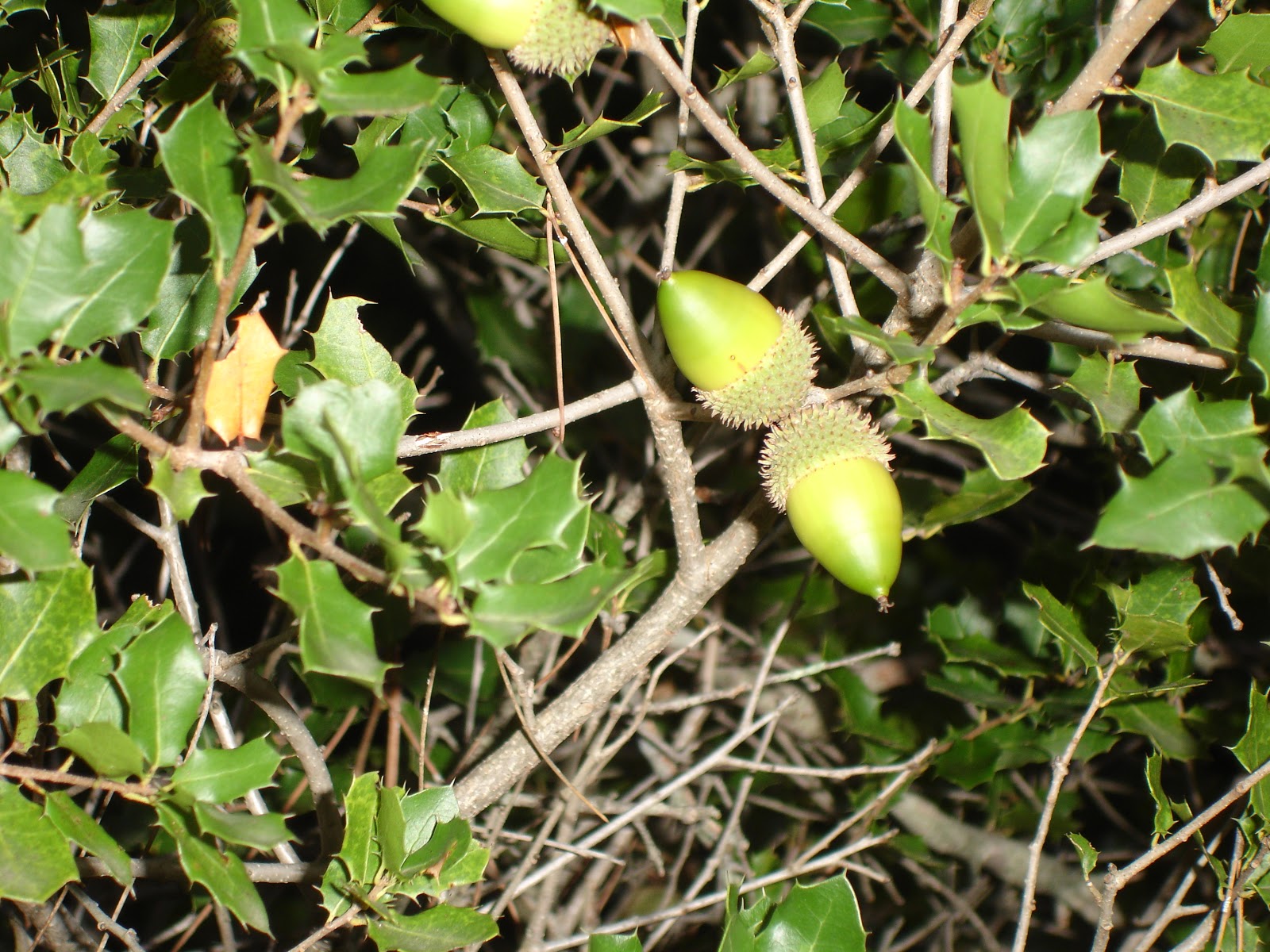 7 years in Provence: Mediterranean Oak Trees