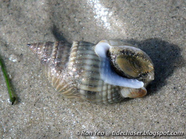 tHE tiDE cHAsER: Dog Whelks (Phylum Mollusca: Family Nassariidae) of ...