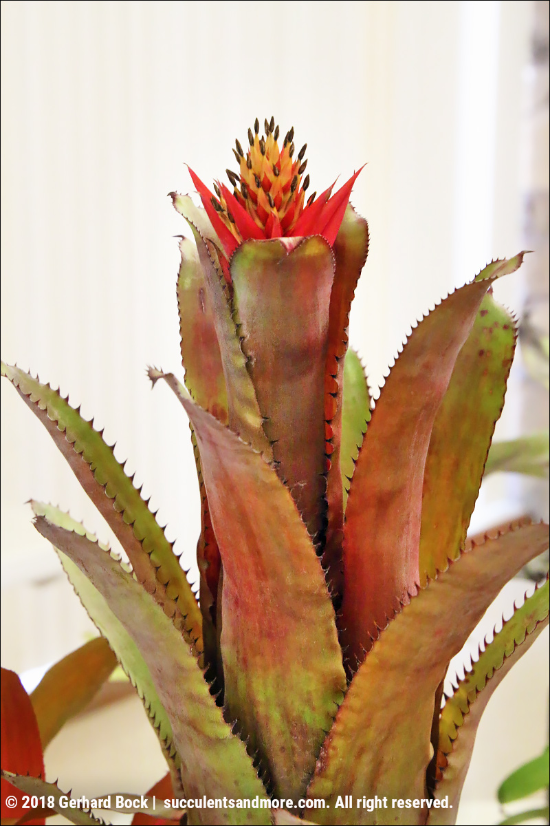 Bodacious bromeliads at Sacramento Bromeliad Society show