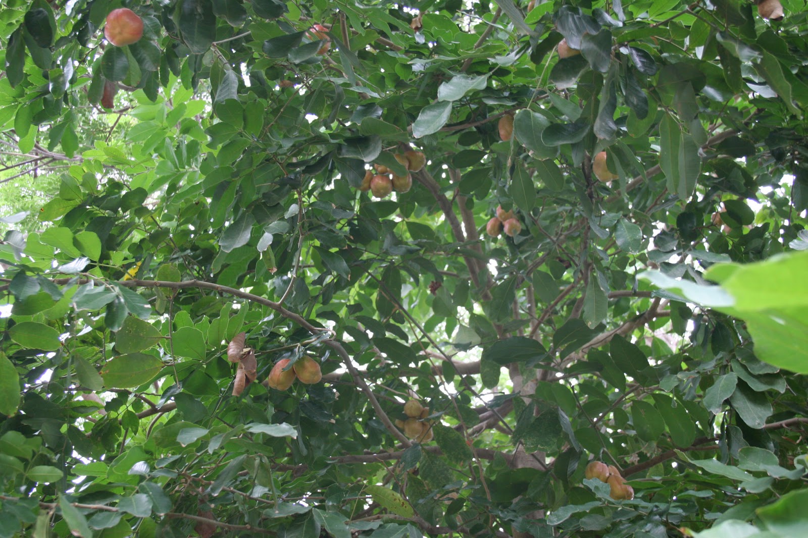 Haiti Hiatus: Brother Edward Shows Us a Glimpse of the Abundant Plant ...