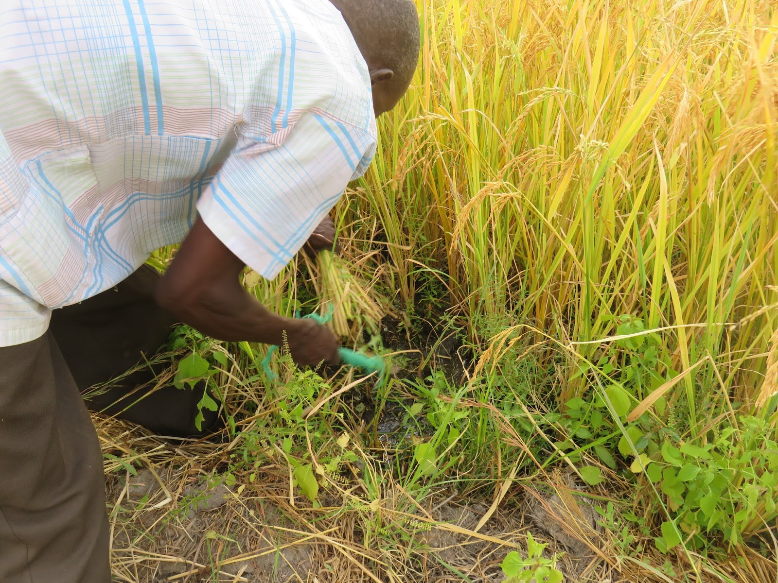 Visiting George's Rice Farm
