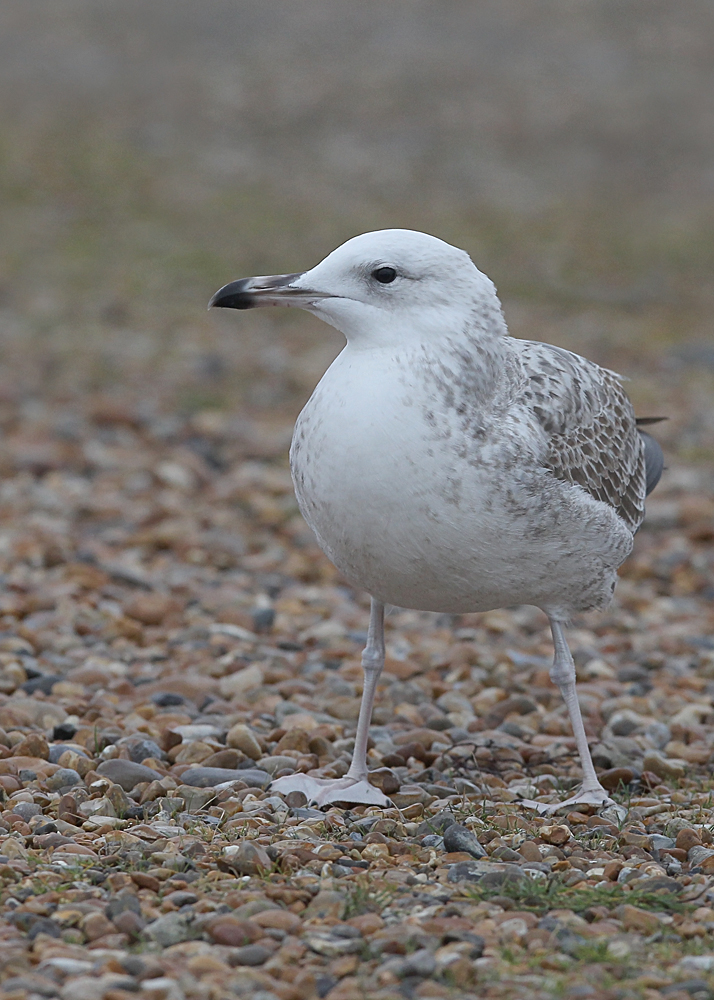 Richard Smith - Birdwatching Days Out: CASPIAN GULL 1st winter, (2 ...