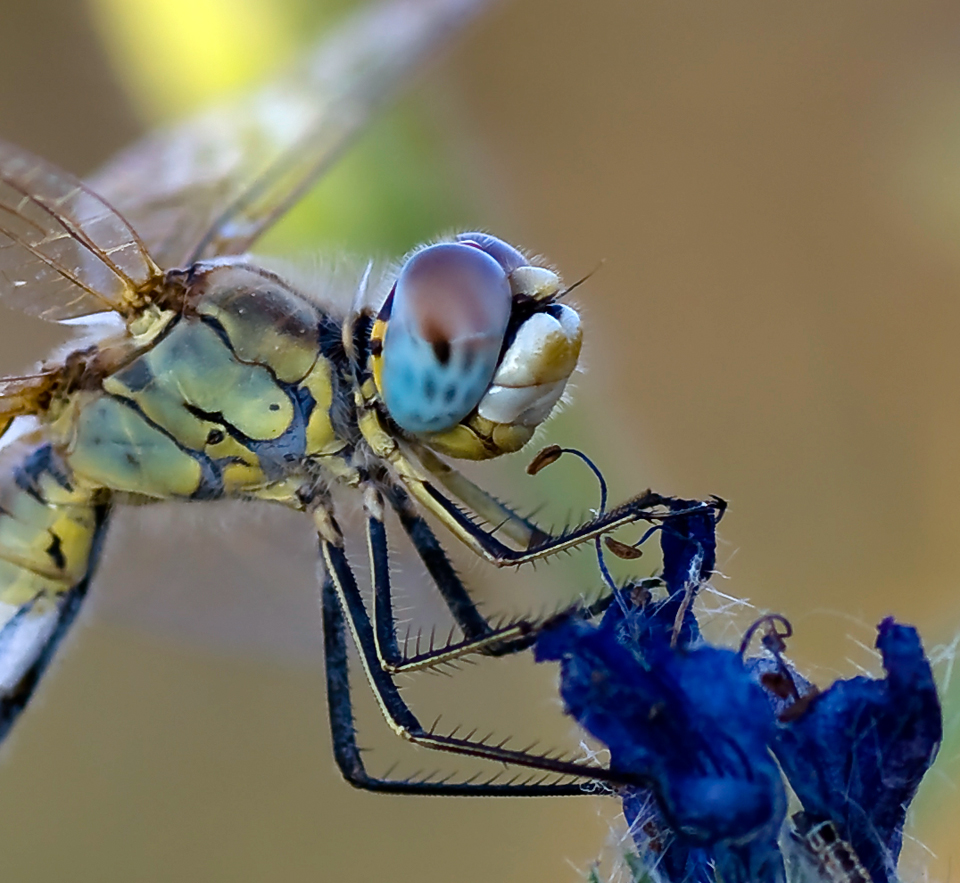 Curiosidades sobre las Libélulas - Adelantando el Mundo