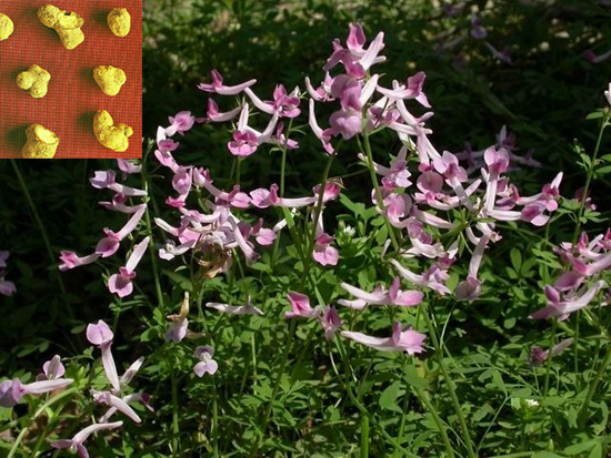 Decumbent corydalis tuber (XIA TIAN WU)-Corydalis decumbens-Rhizoma ...