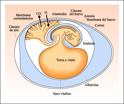 Desarrollo embrionario nos animais - Mind42