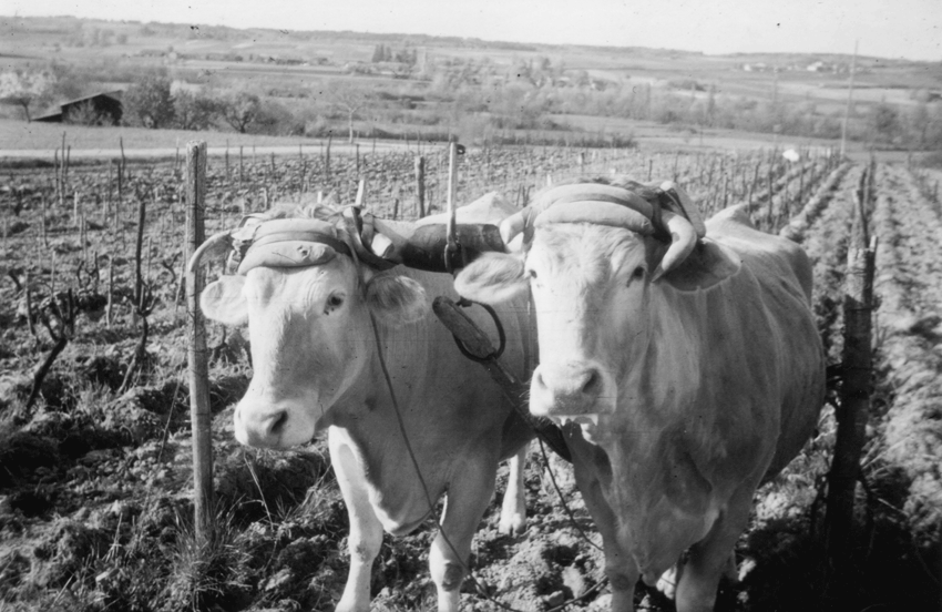 Monségur et ses environs au XXe siècle: L’élevage : vaches, chevaux ...