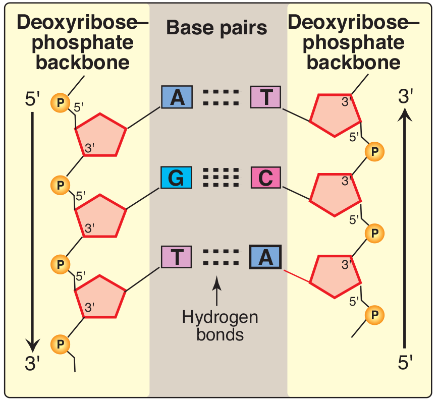 JANO SENSEI: MAPA MENTAL ESTRUCTURA DEL ADN