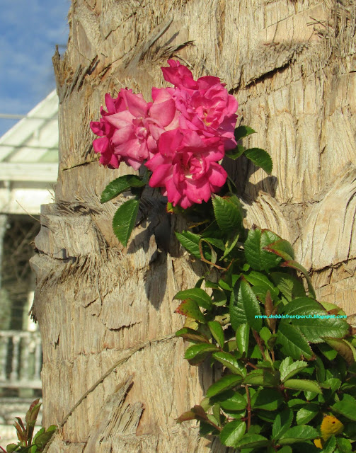 Debbi's Front Porch: Hot Pink Vine