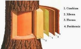 LA MADERA : COMPOSICIÓN DE LA MADERA