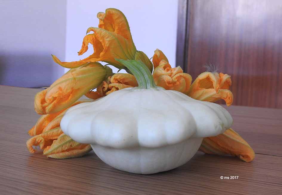 Gatti di campagna: Zucchina Patisson