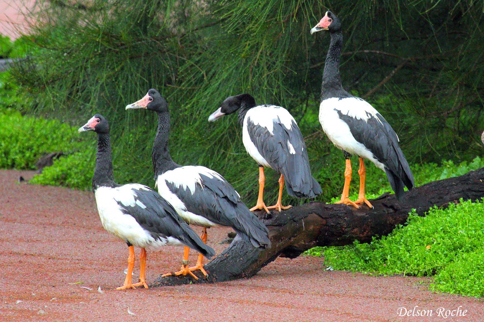 Friendly Animals: Magpie Goose