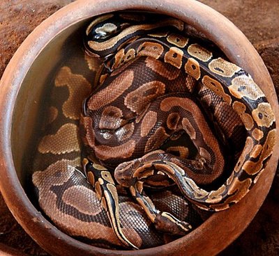 EKPE EKPE VOODOO FESTIVAL (ROOTS OF VOODOO IN AFRICA AND THE WORLD)