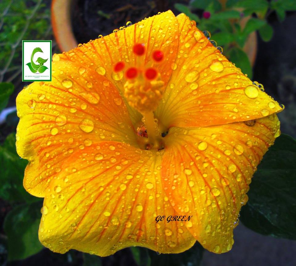 GoGreen Travel: Bunga Raya / Hibiscus