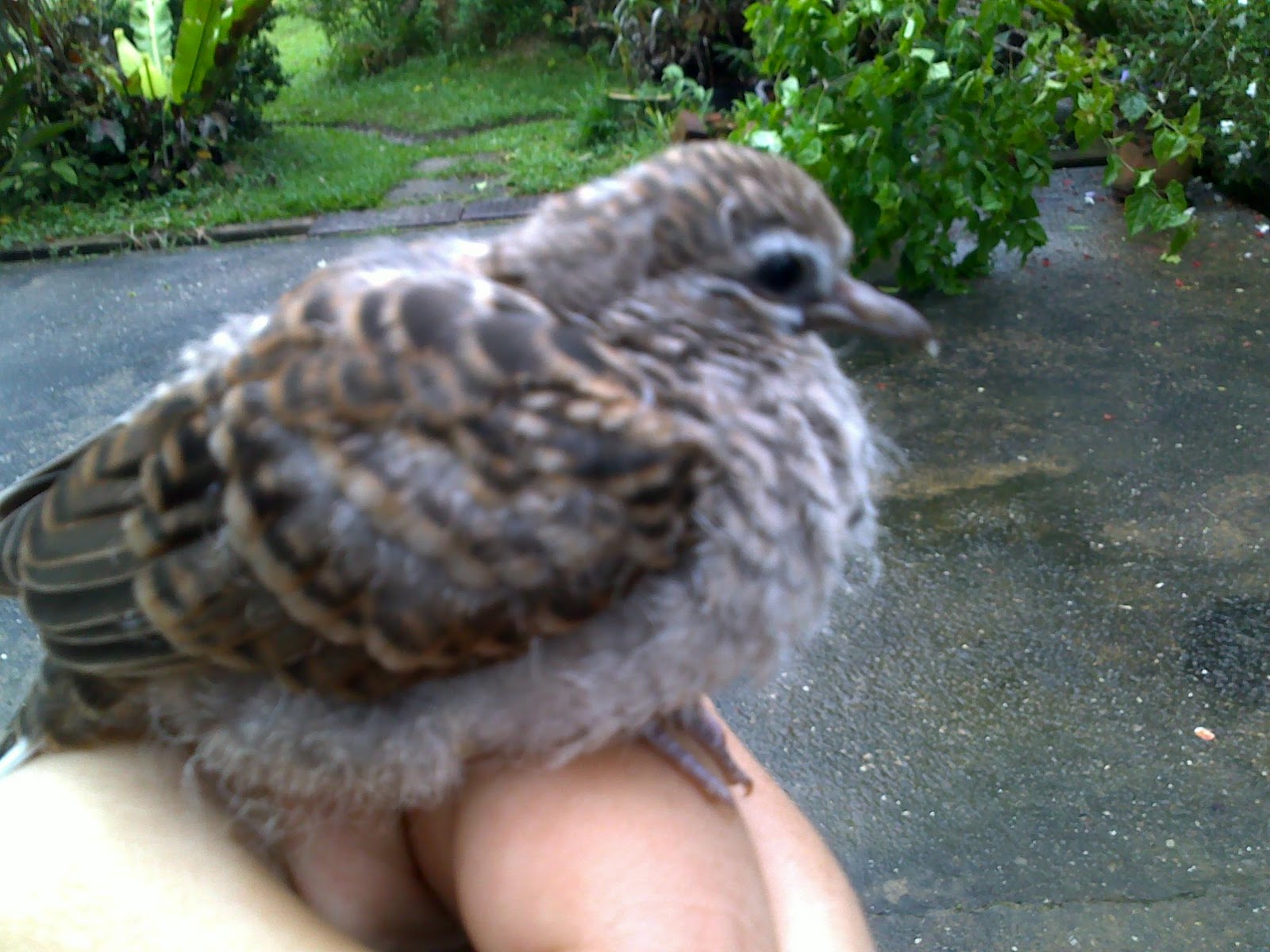 Prettywings Pets: Anak burung Merbuk