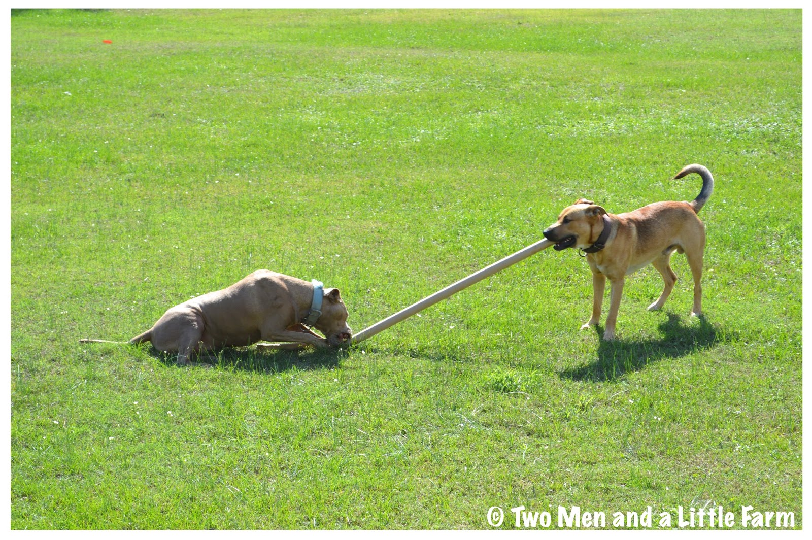 Two Men and a Little Farm: A DOG STORY IN PICTURES