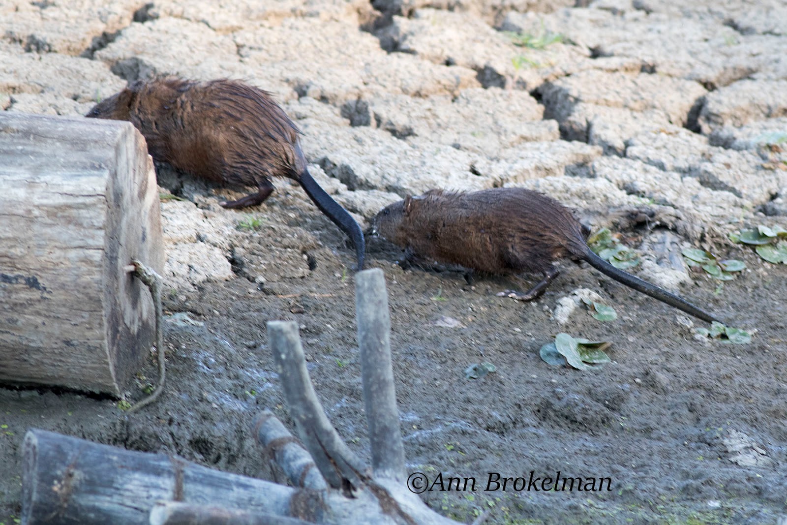 Ann Brokelman Photography: Muskrat and Babies Sept 2016