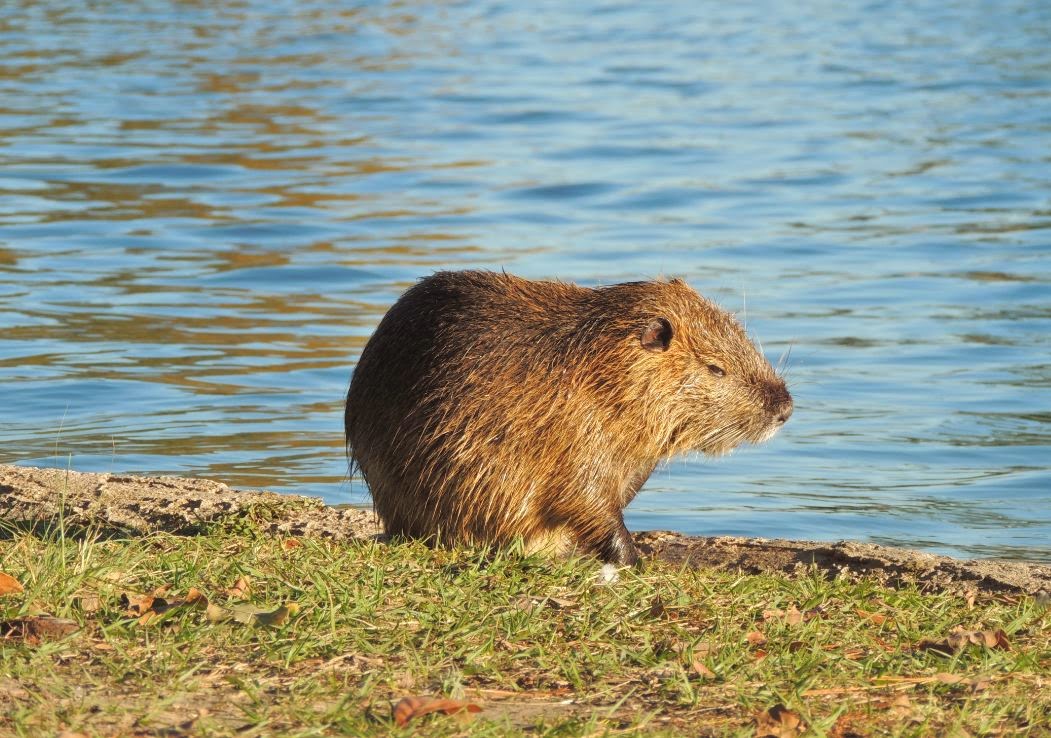 Houston in Pics: Nutria at Hermann Park Lake