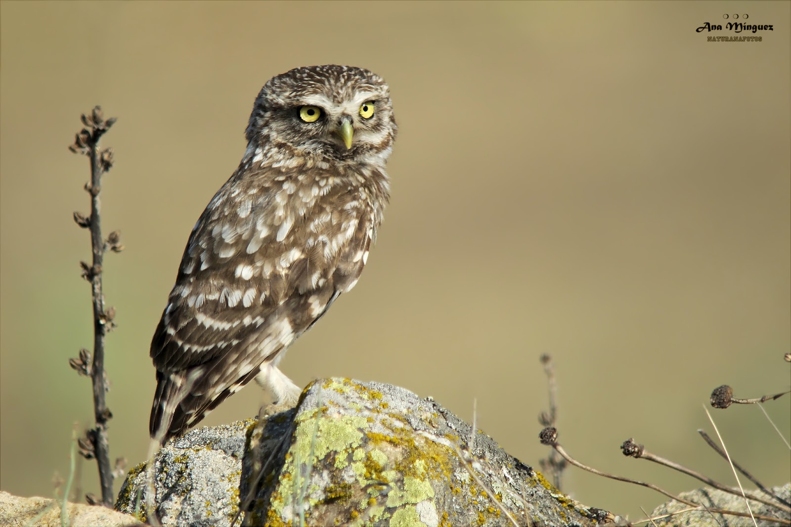 NATURANAFOTOS: Mochuelos