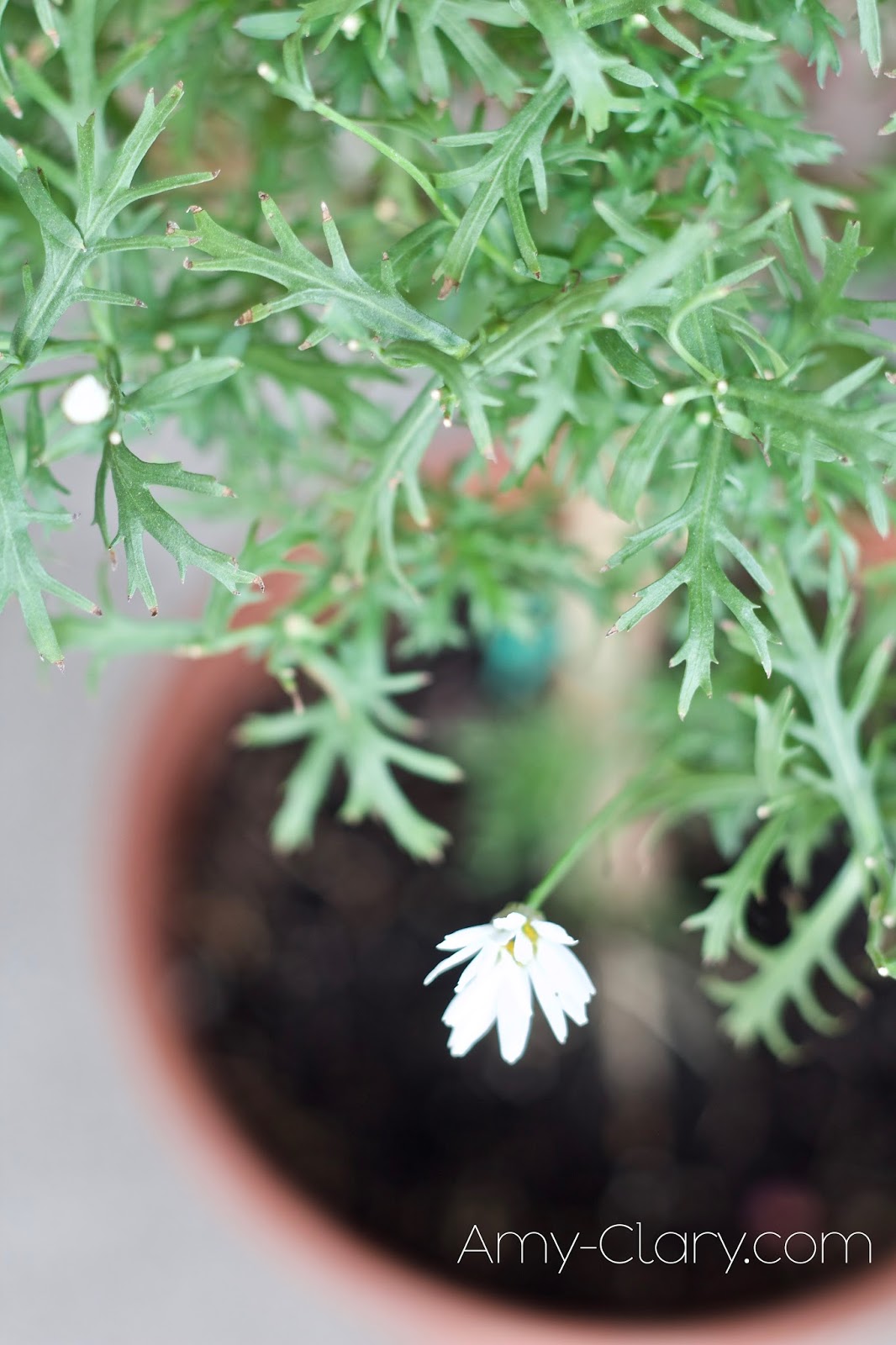 The Daisy Tree Story | Amy Clary