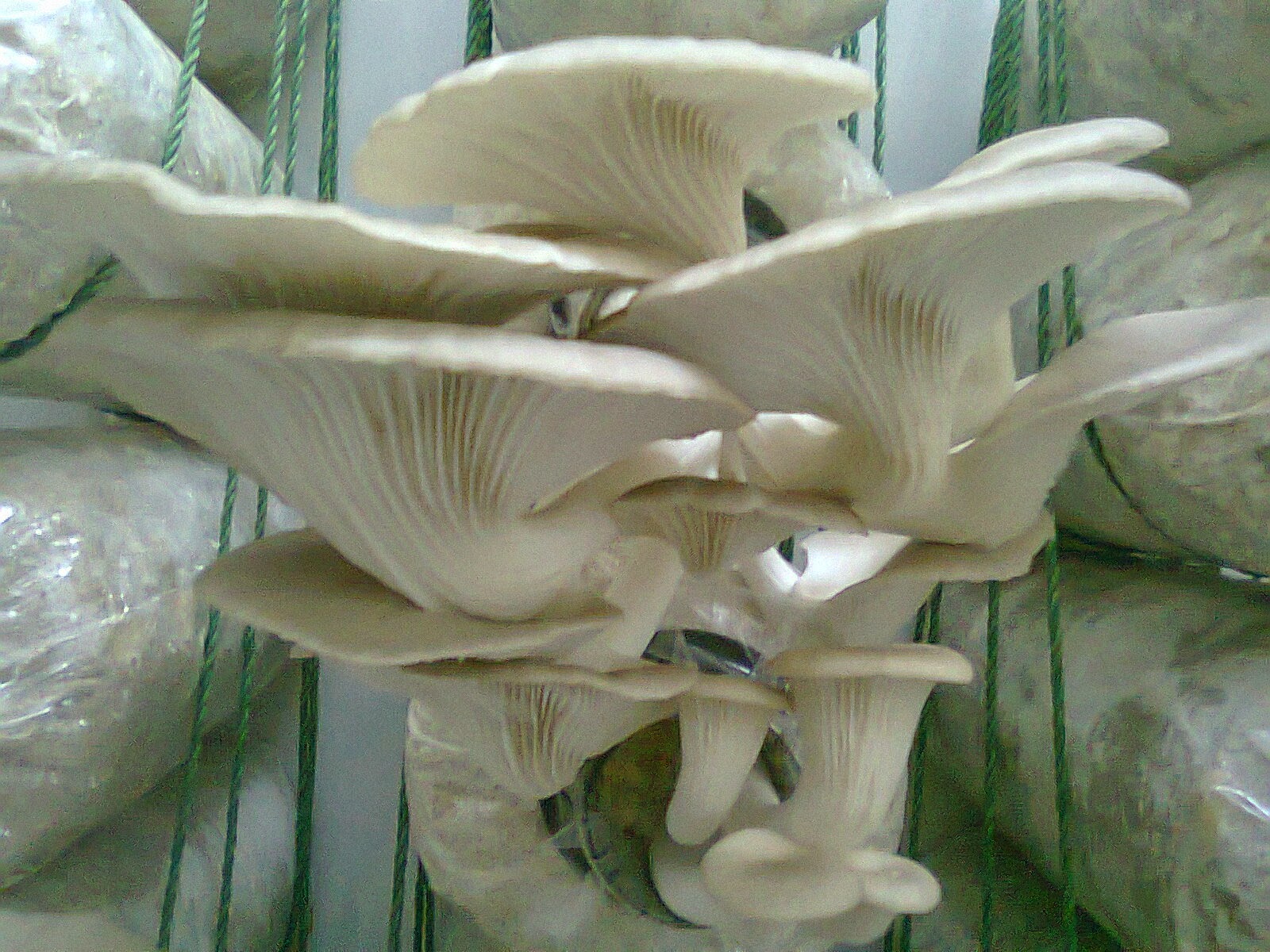 Cendawan Global: Rahsia Jutawan: Ebook Teknik Tanam Cendawan Tiram ...