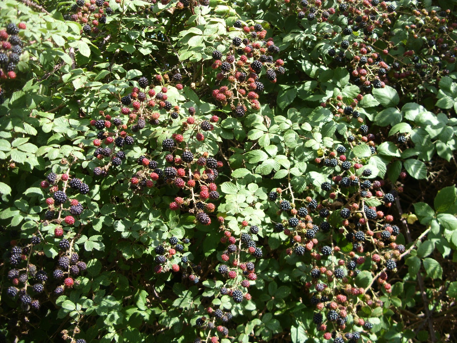 Jardim Autóctone: Silvas no jardim?!#... Porque não?!