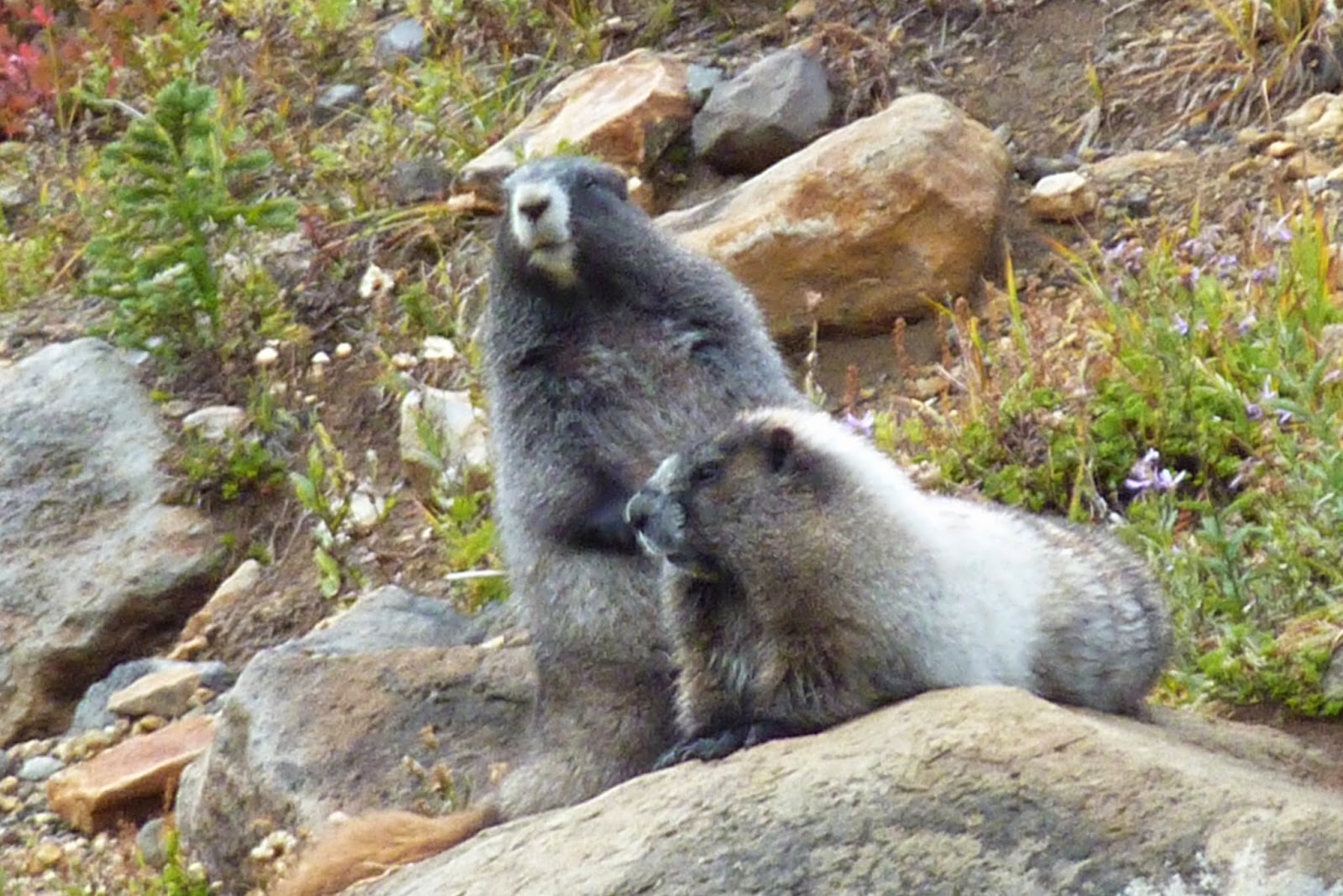 Piccalilli Pie: Hooray for Hoary Marmots!