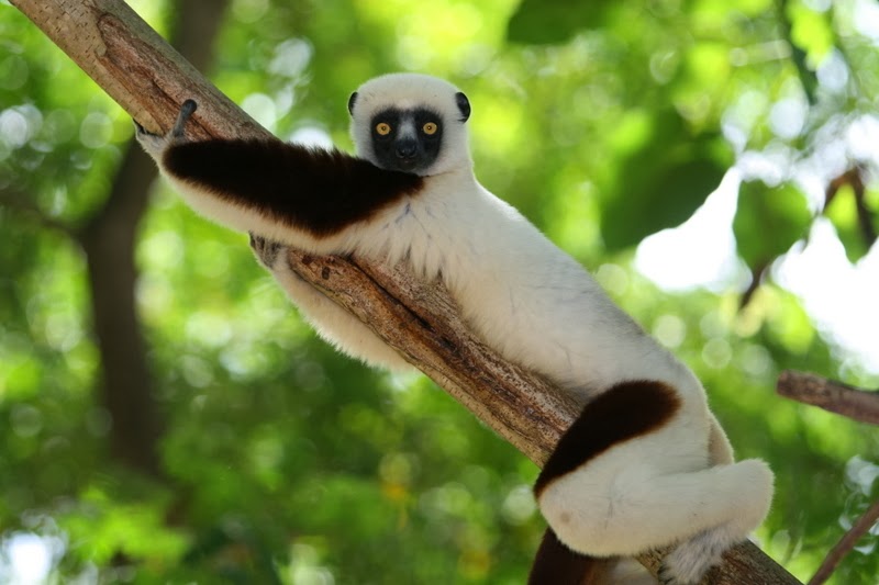 Sifaka | Wild Life World