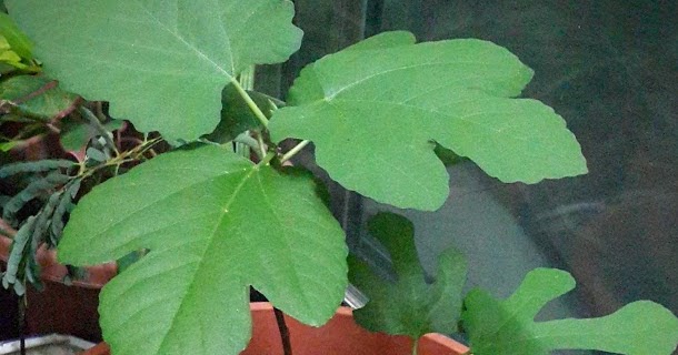 Hiking & Gardening: Pokok Tin: Kaedah Tanaman dan Pembajaan