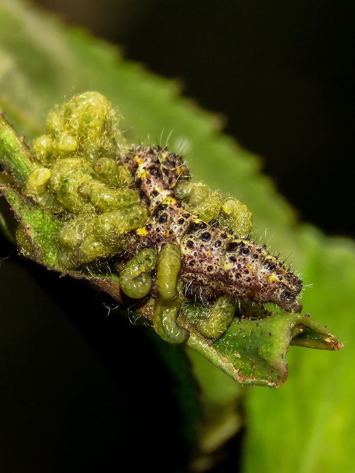 Animales Del Bosque Mutualismo Relaciones