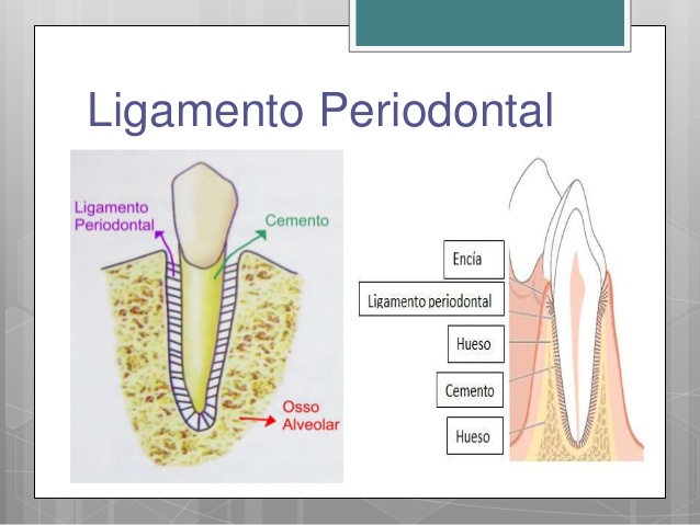 Periodontologia/Higiene bucal/Salud bucal : agosto 2017