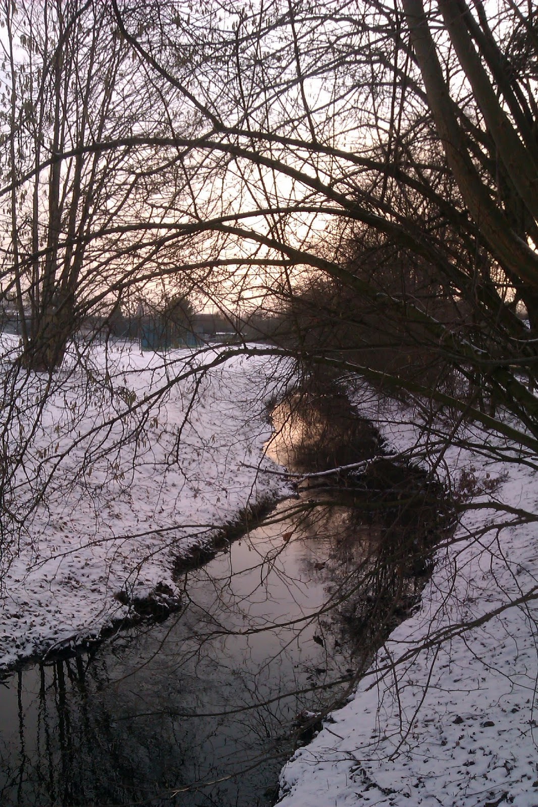 Frau Frieda: Ungarische Lockengänse