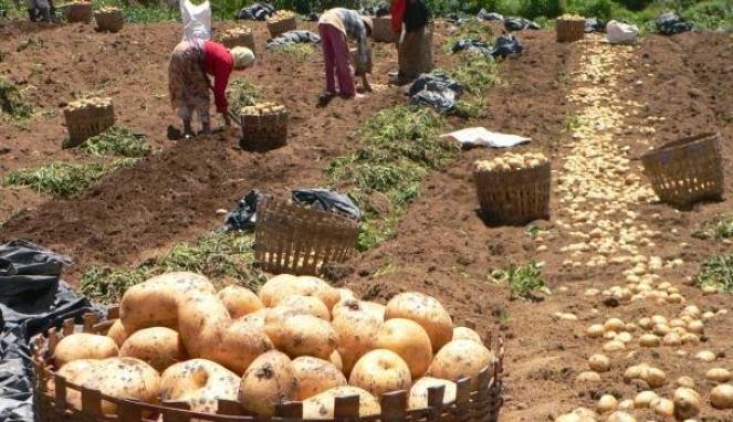 Pena Perindu Surga: EKONOMI PERTANIAN MASYARAKAT DIENG