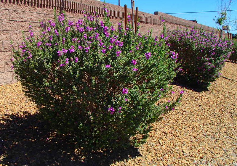 Xtremehorticulture of the Desert: Texas Rangers Can Be Pruned Shorter