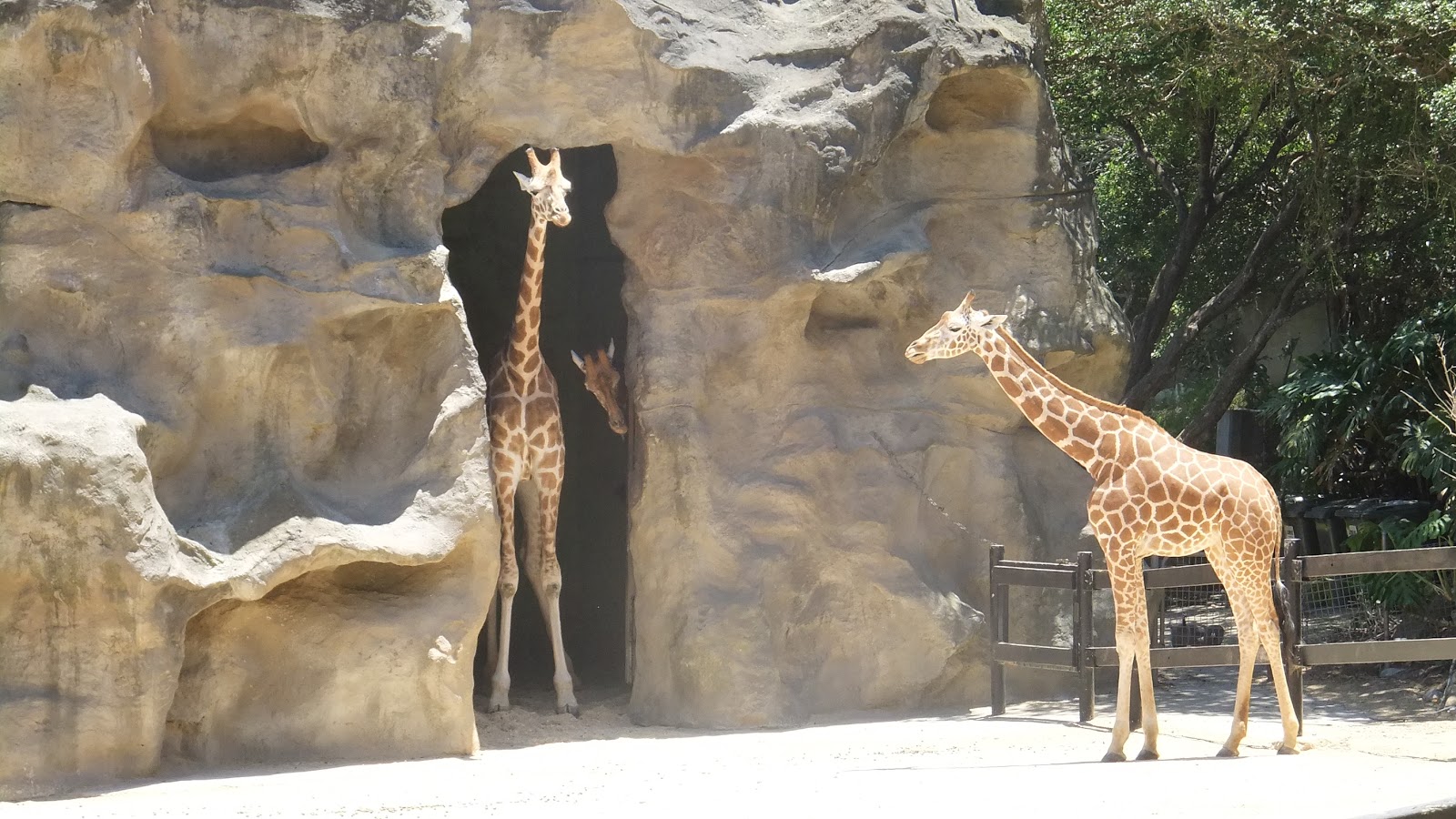 Justina-Overseas: Taronga Zoologijos Sodas Sidnėjus