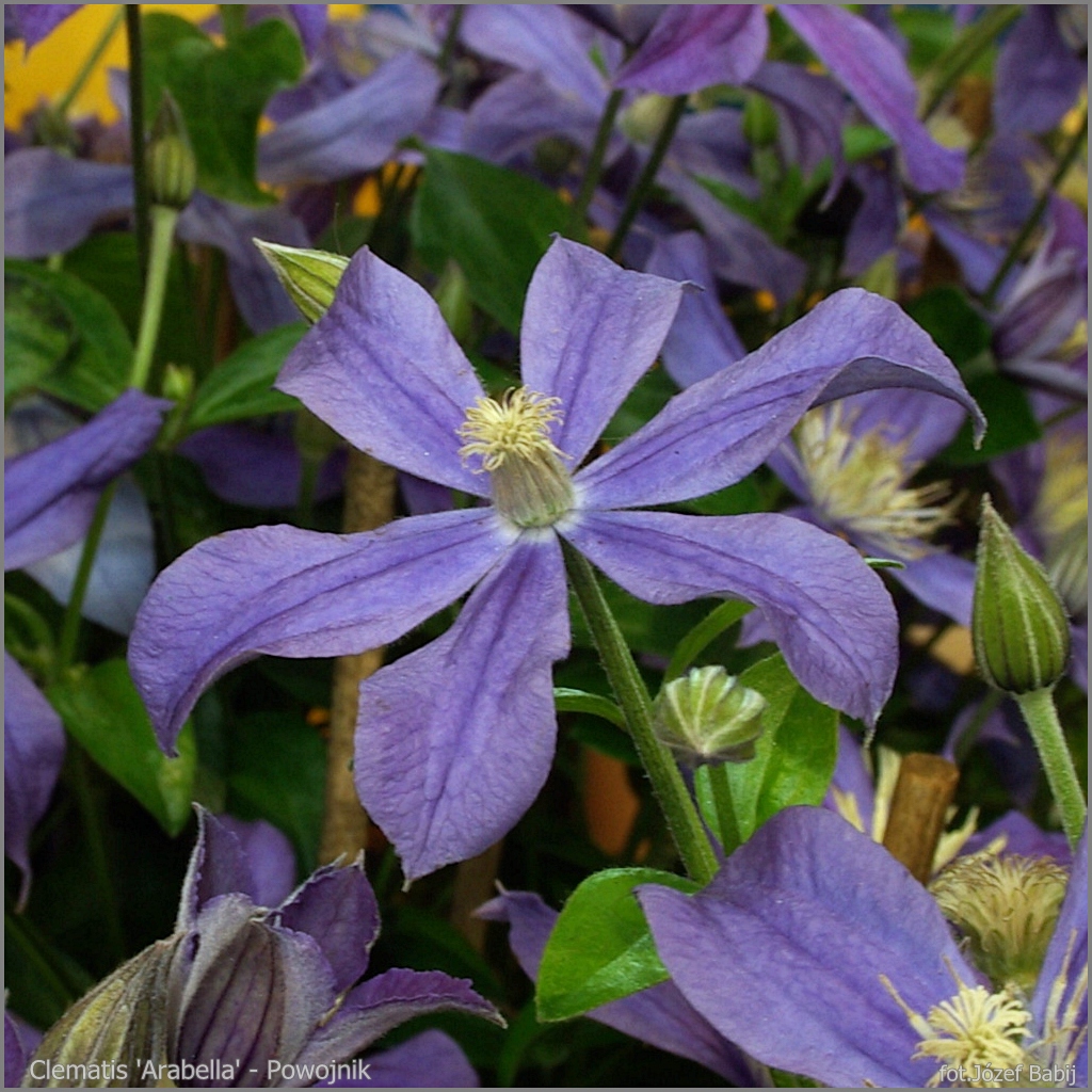 Plant Gallery - Encyklopedia Roślin: Clematis 'Arabella' - Powojnik ...