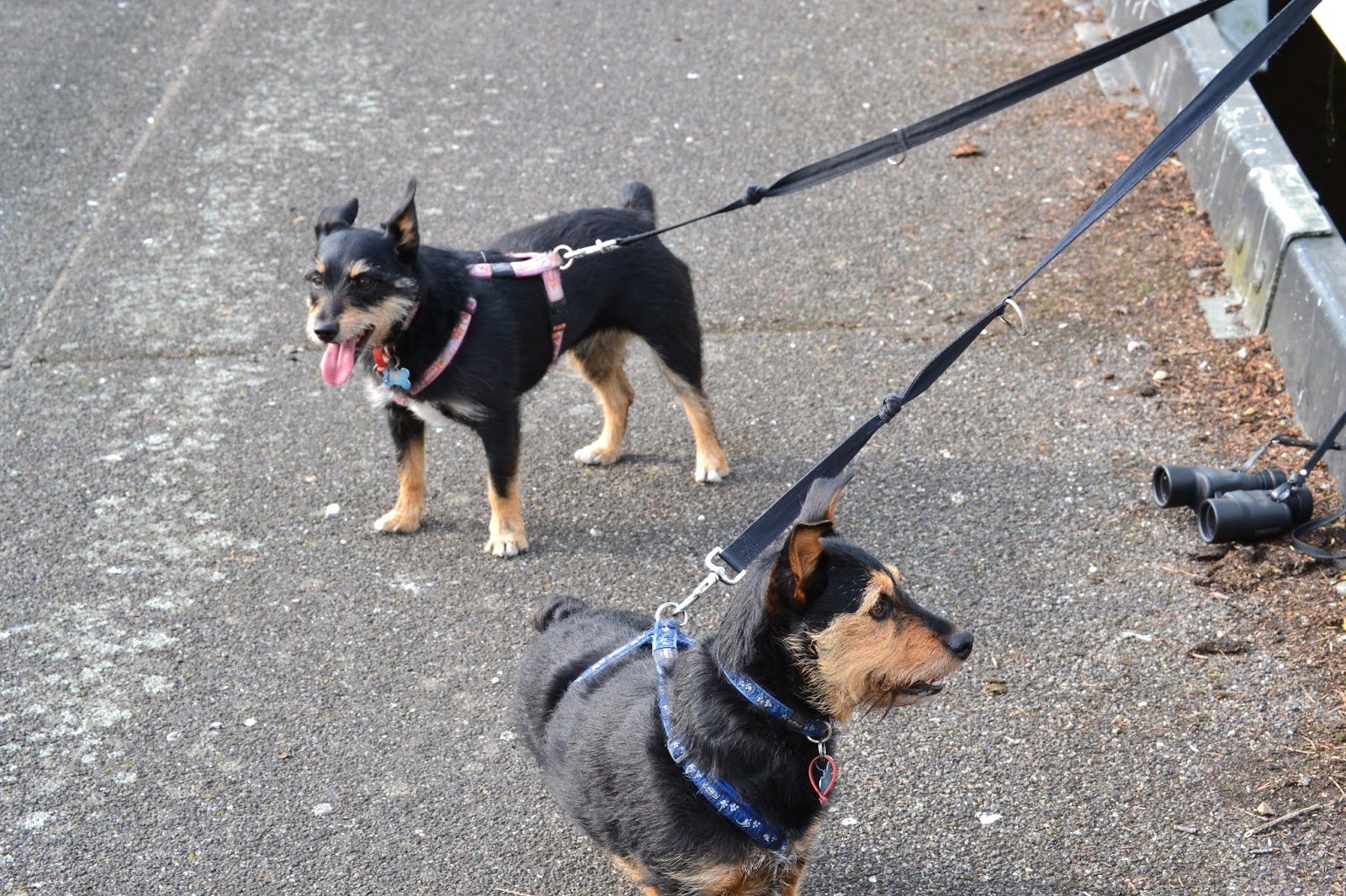 The Heathen Birder