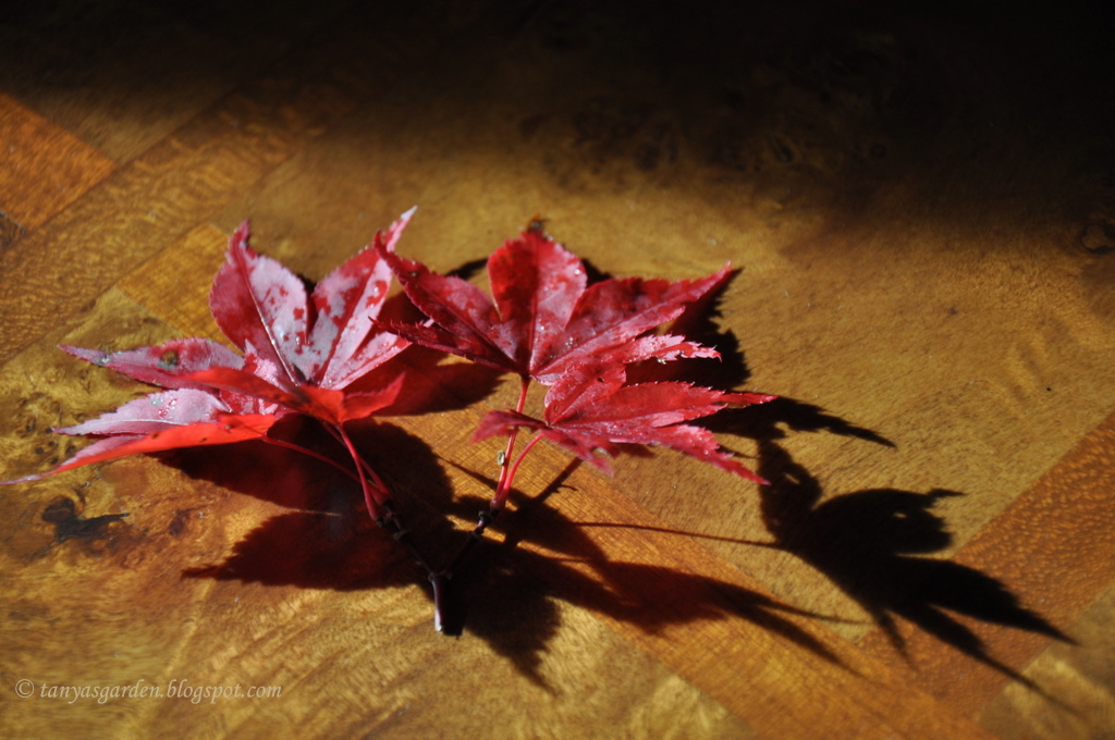 MySecretGarden: Japanese Maples. Picture Gallery