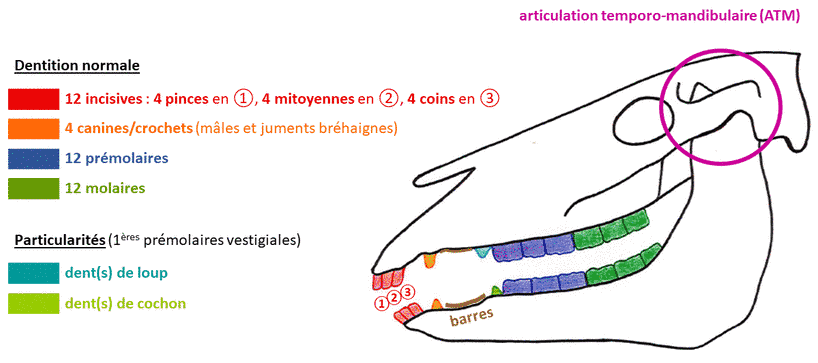 La Dentisterie, prenez soin de sa bouche 🔍🦷 - Bien-être et performance ...
