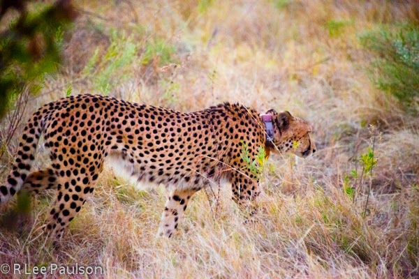 From Off the Beaten Path: Africa 13: Eagle and Cheetah