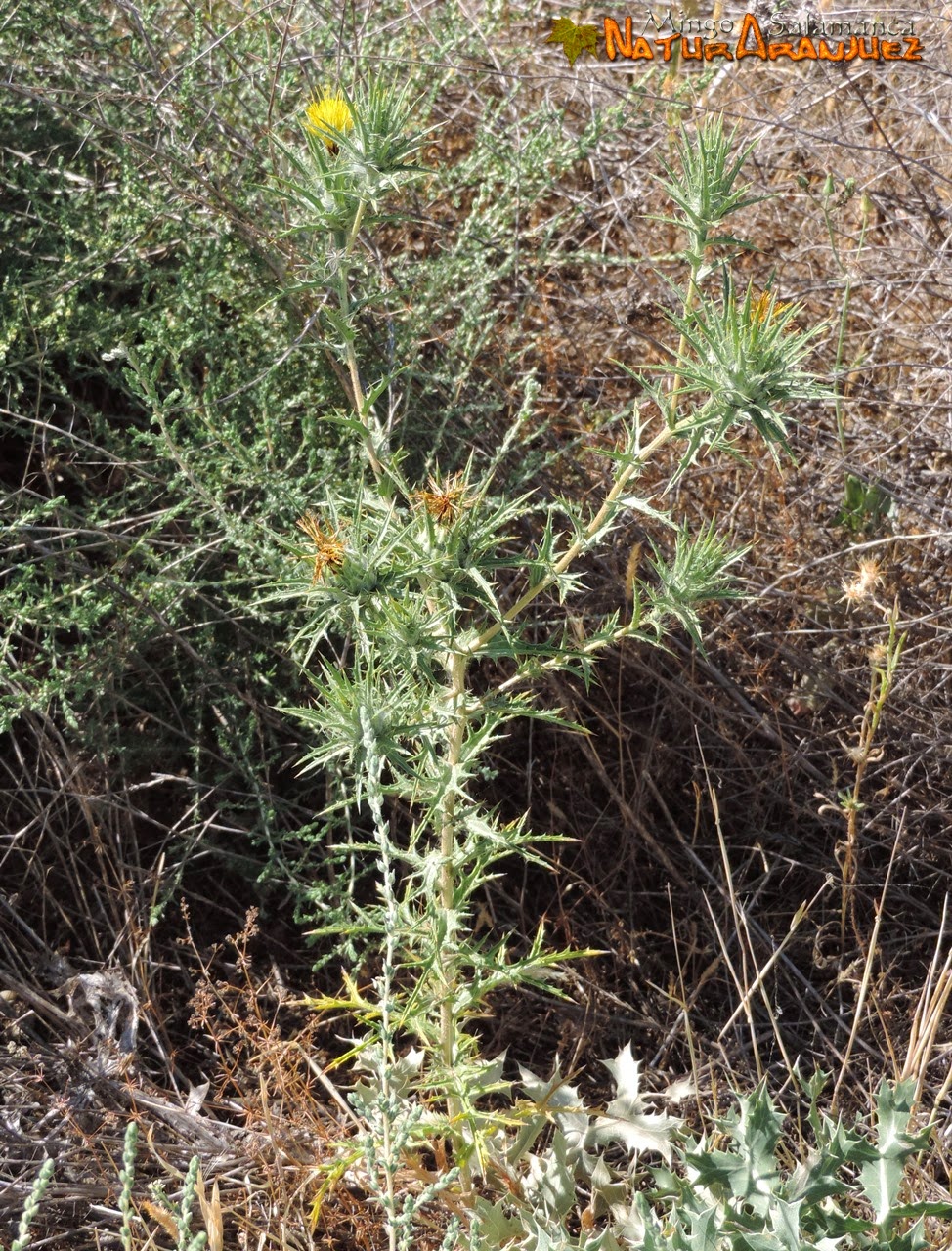 NaturAranjuez: Carthamus lanatus - AZOTACRISTOS