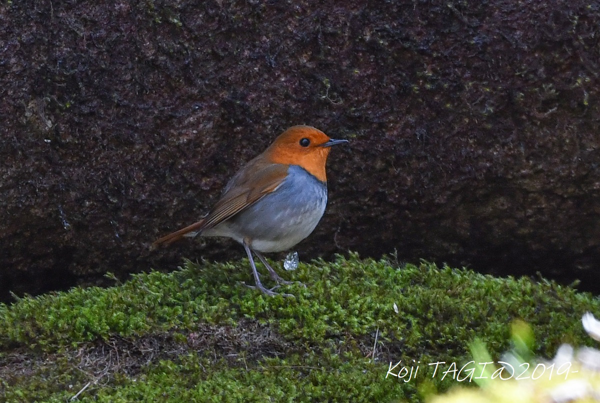 Japanese Robin Bird