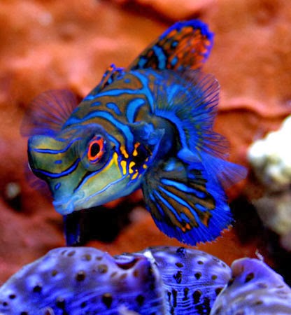 fish share: IKAN HIAS MANDARIN FISH 7