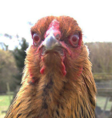 CANAL ANIMAL TV: VOCÊ JÁ VIU UM CHESTER VIVO???